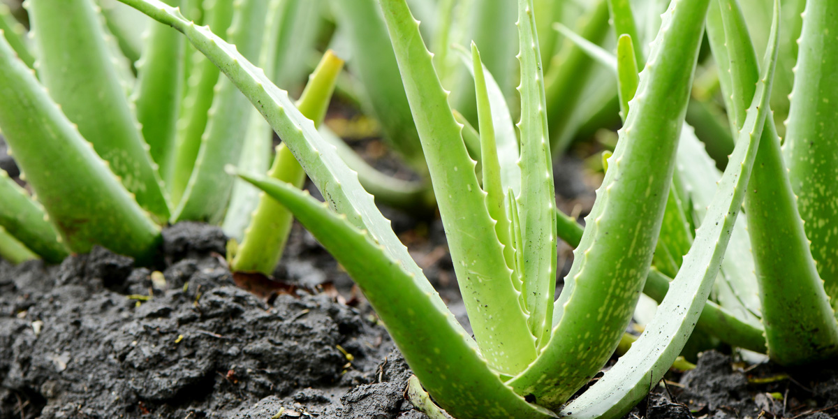 Aloe Vera: The Green Jewel of Succulent Gardens