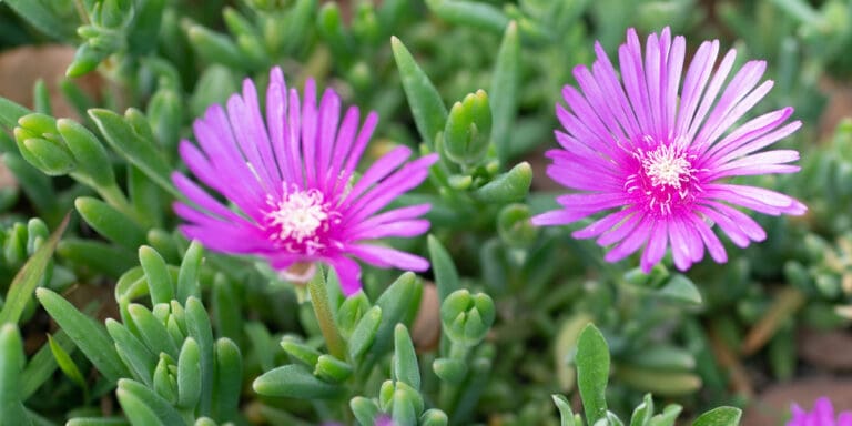 Succulent Ice Plants: A Gardener's Sparkling Gem