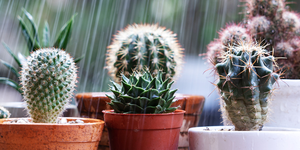 Cactus: The Ultimate Guide To Succulent Gardening With Cacti