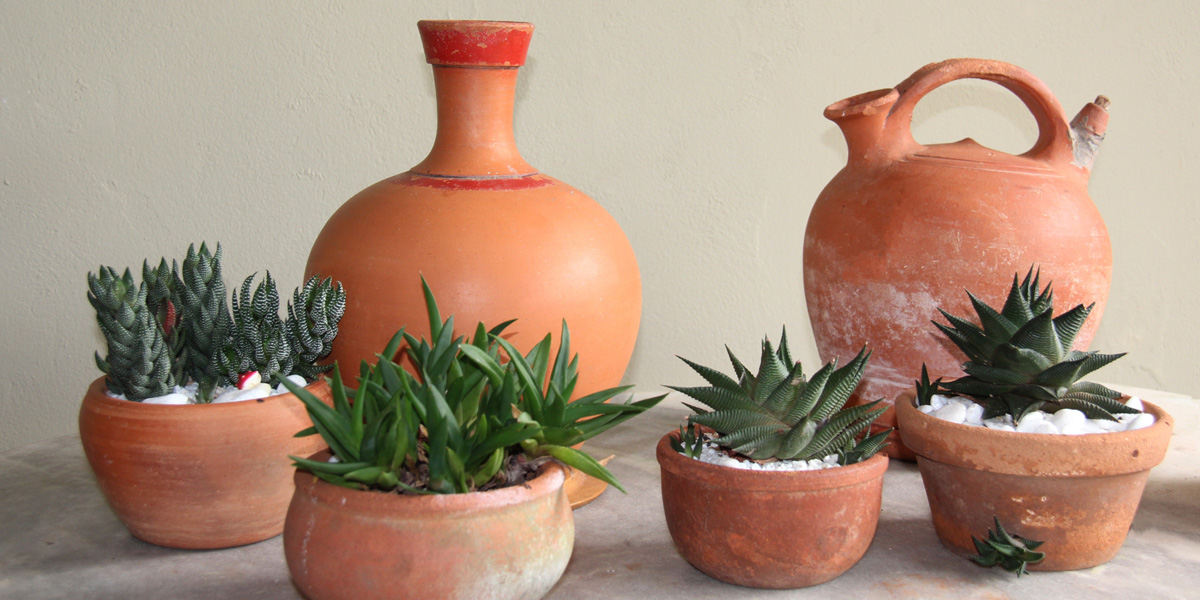 Selecting Clay Pots For Succulents: The Green Thumb's Guide